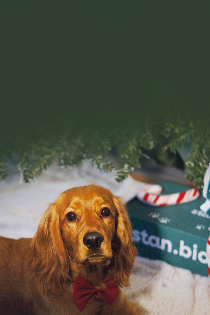 Stan.bio : Alimentation bio pour chiens et chats